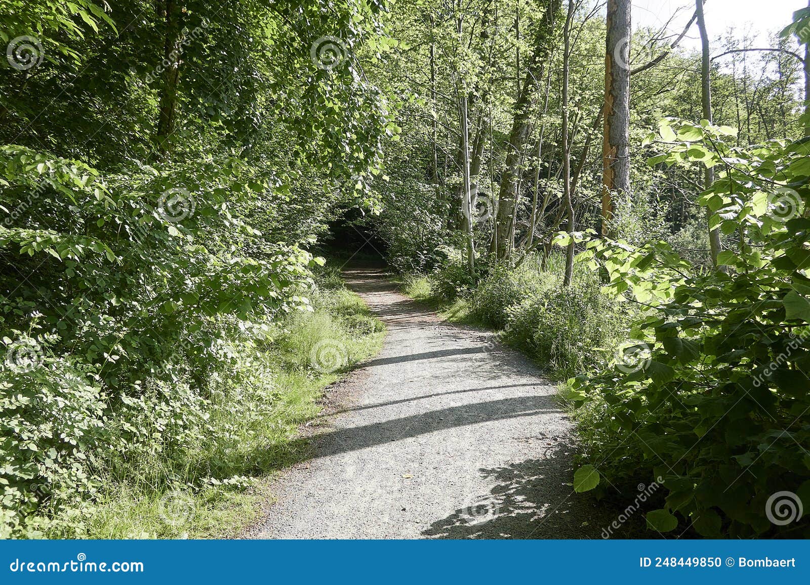 Cuáles son las actividades y características de la Reserva Forestal Bosque Peralta Ramos